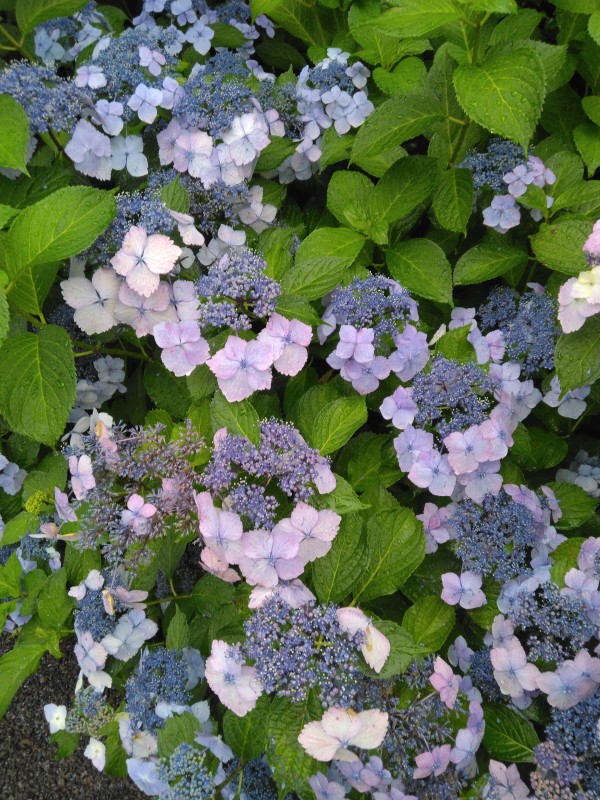 梅雨入りですね(>_｜スタッフブログ｜ALSOK介護株式会社