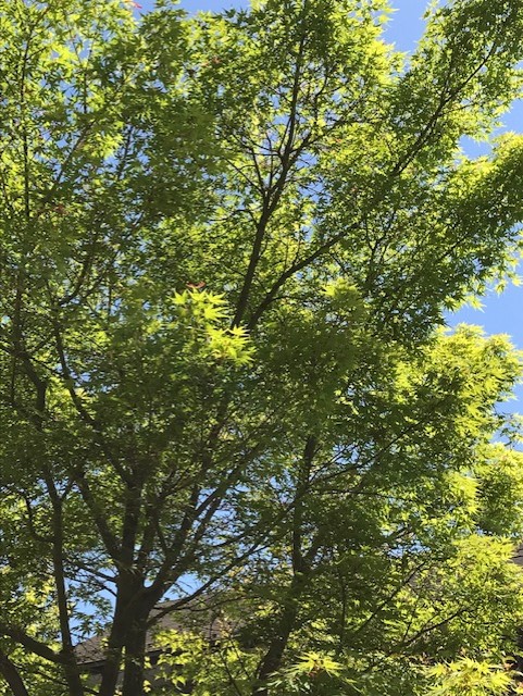 こもれびカフェ＆駄菓子釣りゲーム Part1｜スタッフブログ｜ALSOK介護株式会社