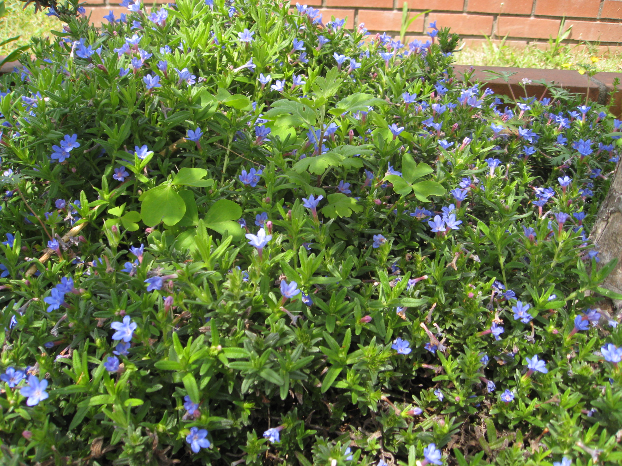 散歩に、畑仕事(*^^)v｜スタッフブログ｜ALSOK介護株式会社