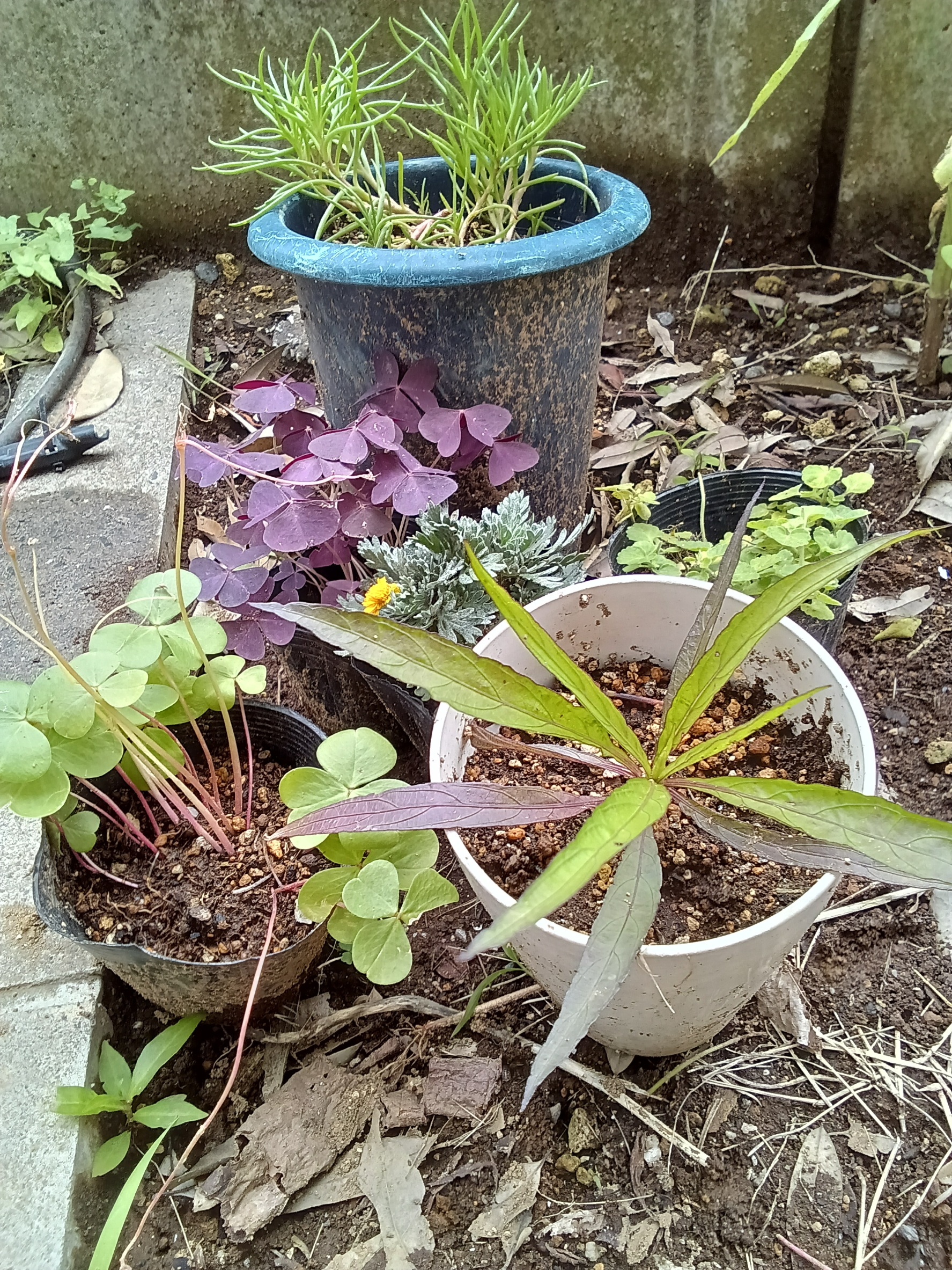 地域の方から頂いたので・・｜スタッフブログ｜ALSOK介護株式会社