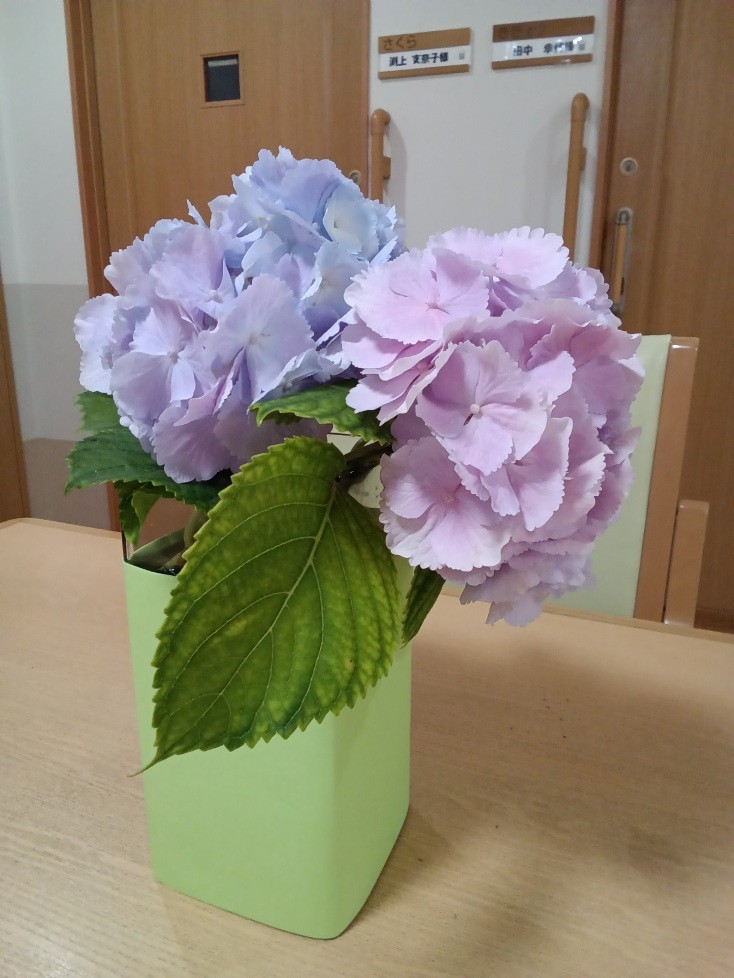 紫陽花の花が咲きました！｜スタッフブログ｜ALSOK介護株式会社